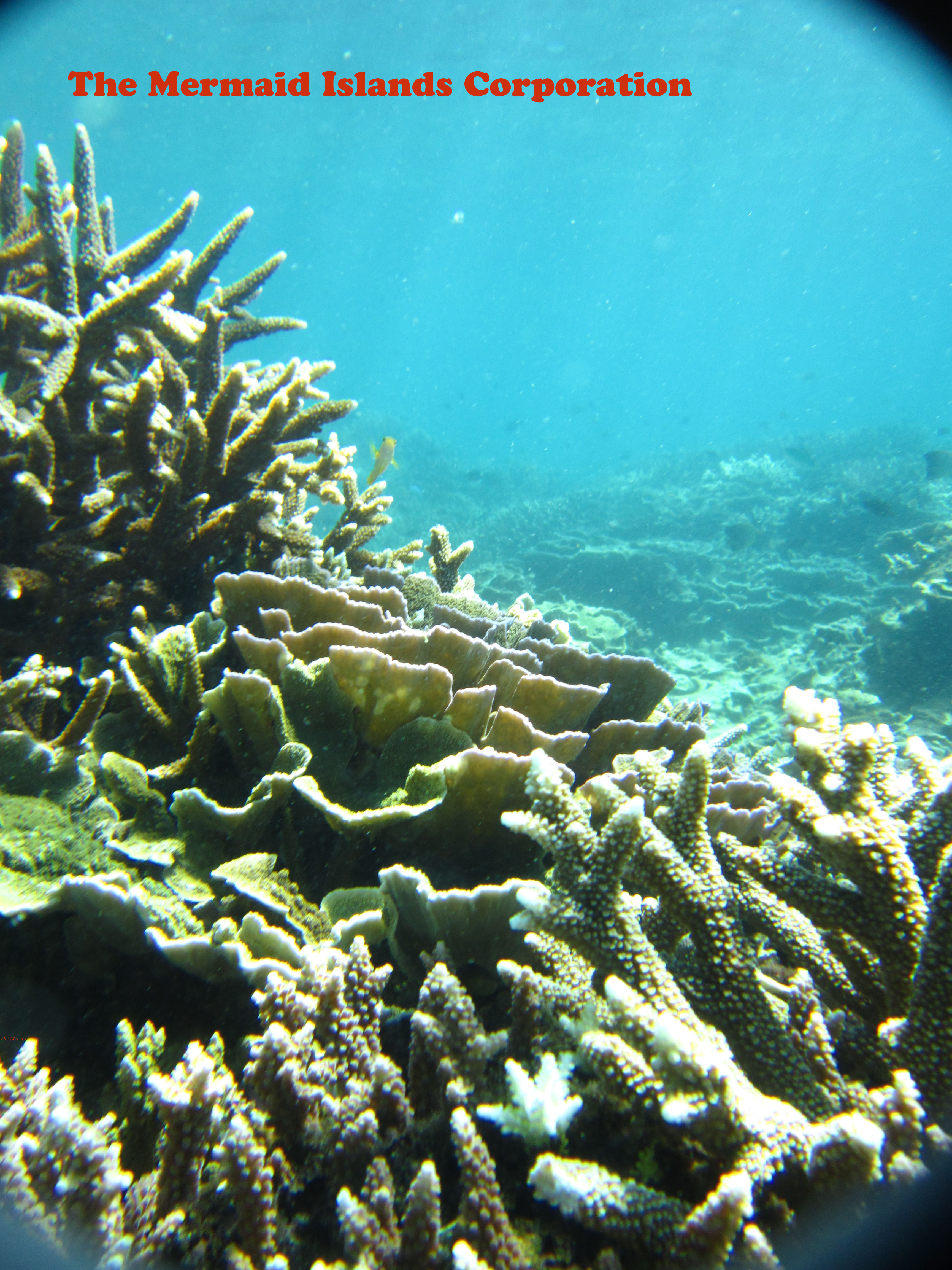 February 2013 – Mermaid Scientist